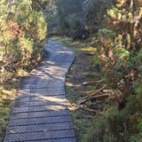 Enchanted Walk, Tasmania, Australia - 265 Reviews, Map | AllTrails