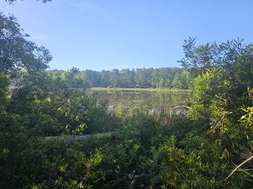 Best Forest Trails in Elmer | AllTrails