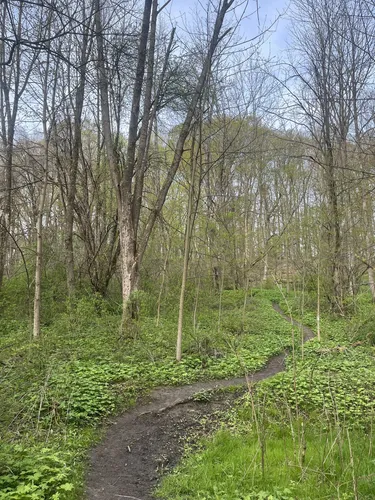 Best Forest Trails in Camillus Forest Unique Area | AllTrails