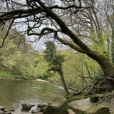 Hackfall Explorer, North Yorkshire, England - 351 Reviews, Map | AllTrails