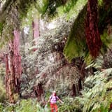 Mount Victoria Track, Victoria, Australia - 287 Reviews, Map | AllTrails