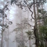 Mount Victoria Track, Victoria, Australia - 287 Reviews, Map | AllTrails