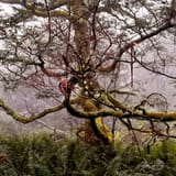 Mount Victoria Track, Victoria, Australia - 287 Reviews, Map | AllTrails