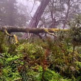 Mount Victoria Track, Victoria, Australia - 287 Reviews, Map | AllTrails