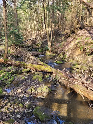 Best Forest Trails in Sandy Lake | AllTrails