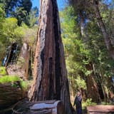 Tall Trees Grove Loop Trail, California - 2,219 Reviews, Map | AllTrails