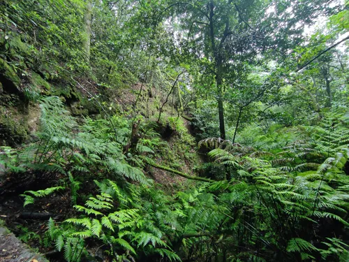 Best Moderate Trails in Floresta Laurissilva da Madeira | AllTrails