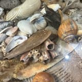 Moon Seed Loop, Louisiana - 367 Reviews, Map | AllTrails