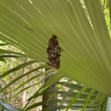 Reef Bay Trail, Saint John, US Virgin Islands - 1,096 Reviews, Map ...