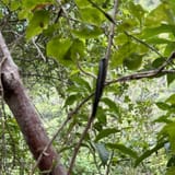 Reef Bay Trail, Saint John, US Virgin Islands - 1,096 Reviews, Map ...