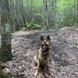 Laurel Run Trail, Tennessee - 715 Reviews, Map | AllTrails