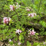 Speedwell Forge Hiking Trail, Pennsylvania - 1,098 Reviews, Map | AllTrails