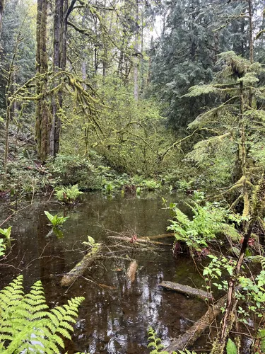 Best Forest Trails in Redmond Watershed Preserve | AllTrails