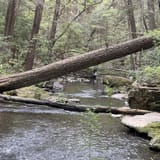 Fiery Gizzard Loop, Tennessee - 1,242 Reviews, Map | AllTrails