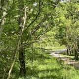 Fall Mountain Trail, North Carolina - 1,206 Reviews, Map | AllTrails