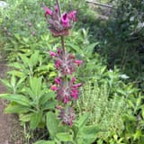 Pecho Coast Trail, California - 64 Reviews, Map | AllTrails