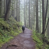 Boulder River Trail, Washington - 1,812 Reviews, Map | AllTrails