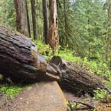 Boulder River Trail, Washington - 1,812 Reviews, Map | AllTrails