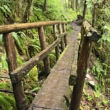 Boulder River Trail, Washington - 1,812 Reviews, Map | AllTrails