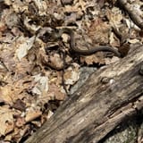 Mount Morgan and Mount Percival Loop, New Hampshire - 3,522 Reviews ...