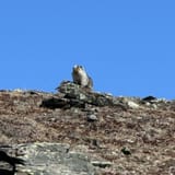 Summit Trail to Wickersham Dome, Alaska - 232 Reviews, Map | AllTrails