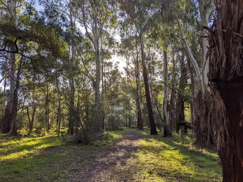 Best Forest Trails in Eltham | AllTrails