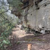 Burnt Mill Loop Trail, Tennessee - 488 Reviews, Map | AllTrails