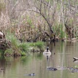 Foster Island Trail, Washington - 719 Reviews, Map | AllTrails