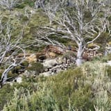 Illawong Walk, New South Wales, Australia - 334 Reviews, Map | AllTrails