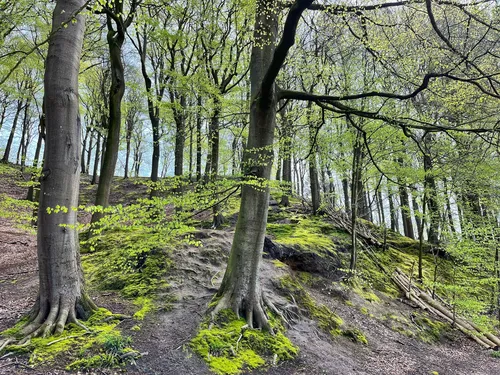 Best Hikes and Trails in Kollund Skov | AllTrails