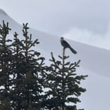 Bald Hills Loop, Alberta, Canada - 1,273 Reviews, Map | AllTrails