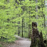 Alpsee Loop, Bavaria, Germany - 290 Reviews, Map | AllTrails