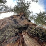 Sherman Tree, Congress, Trail of the Sequoias, and Tharp's Log Loop ...