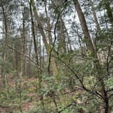 Arbutus Park and Raven Rookery Trail Loop , Massachusetts - 623 Reviews ...
