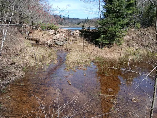Best Forest Trails in Weyerhaeuser | AllTrails