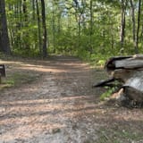 Sycamore Trail Loop, North Carolina - 1,675 Reviews, Map | AllTrails