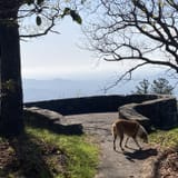 Fox Hunters Paradise Overlook, North Carolina - 22 Reviews, Map | AllTrails
