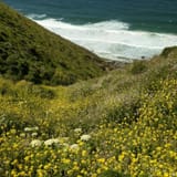 Tomales Point Trail, California - 6,512 Reviews, Map | AllTrails