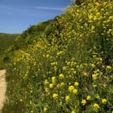 Tomales Point Trail, California - 6,564 Reviews, Map | AllTrails