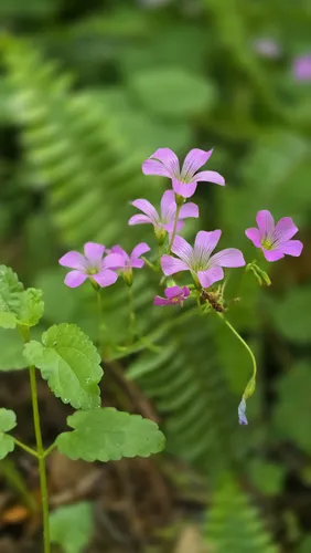 Best Walking Trails in Mount Dora | AllTrails