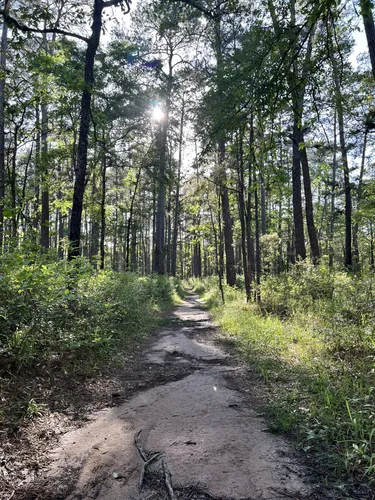 Best Lake Trails in Sam Houston National Forest | AllTrails