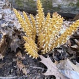 Cascades Falls Trail, Virginia - 2,417 Reviews, Map | AllTrails