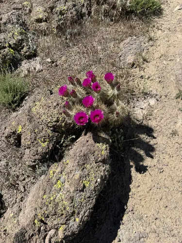 Best Hikes and Trails in White Cliffs Trail System | AllTrails