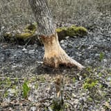 Stepstone Falls via Ben Utter Trail, Rhode Island - 1,595 Reviews, Map ...