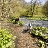 Chee Dale Gorge Circular, Derbyshire, England - 1,403 Reviews, Map ...