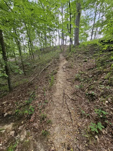 Best Mountain Biking Trails in Homochitto National Forest | AllTrails