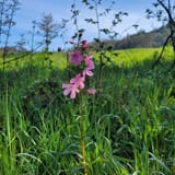 Dorris Ranch Loop Trail, Oregon - 526 Reviews, Map | AllTrails