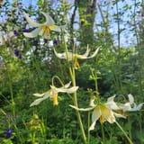 Dorris Ranch Loop Trail, Oregon - 526 Reviews, Map | AllTrails