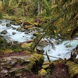 Staircase Rapids Loop, Washington - 2,471 Reviews, Map | AllTrails