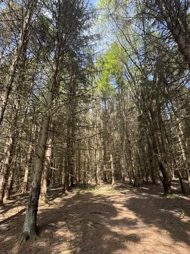 Best Long Trails In Salt Fork State Park Alltrails